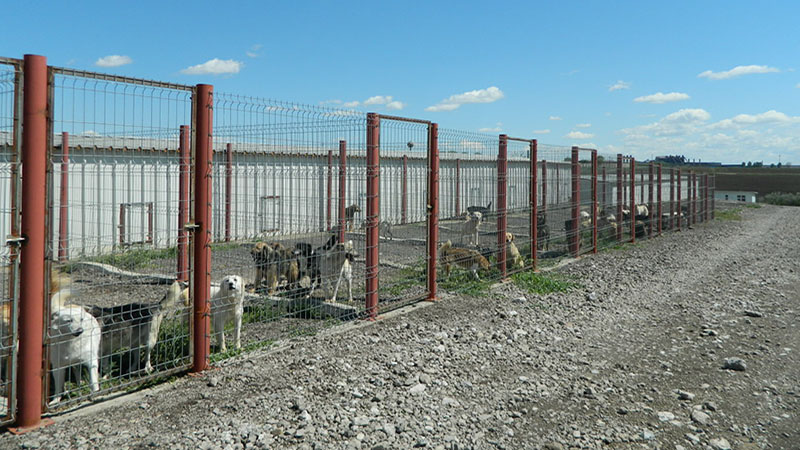 Donate for dog shelter ️ ROLDA UK