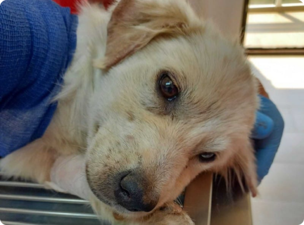 Thank you page Ukraine - ROLDA UK