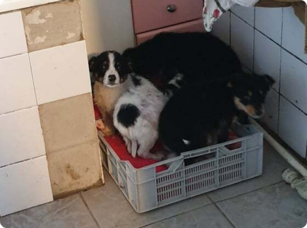 Thank you page Ukraine - ROLDA UK