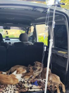 Breaking news Ukraine - ROLDA ️ ROLDA UK