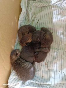 Breaking news Ukraine - ROLDA ️ ROLDA UK